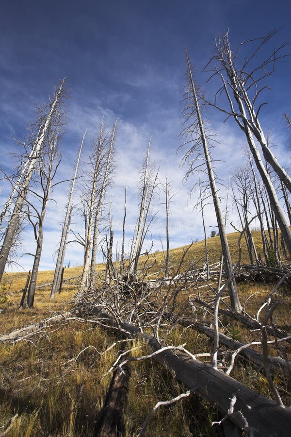 Dry trunks of trees stock photo. Image of climate, terrain - 9359026
