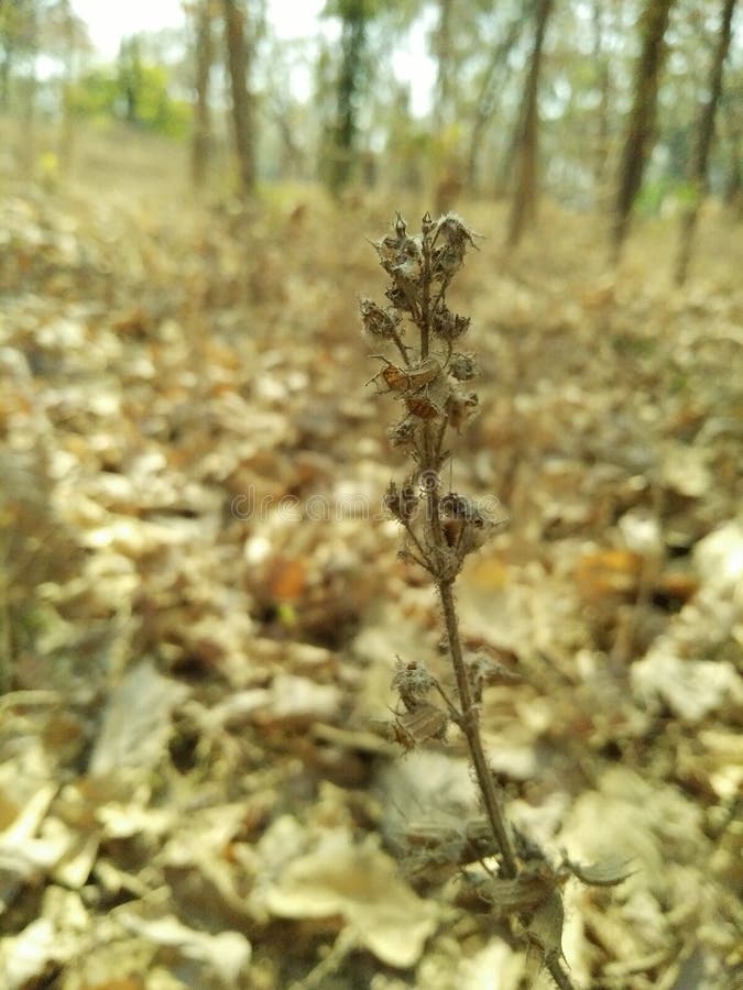 The Dry Tulsi Plant and the Hot Summer Stock Photo - Image of amazing ...