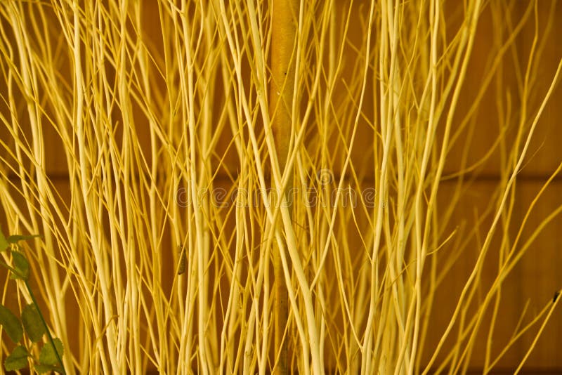 Dry twig stock photo. Image of decor, abstract, crowd - 14999530