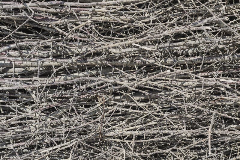 Dry twigs stock image. Image of plant, twig, isolated - 31642723