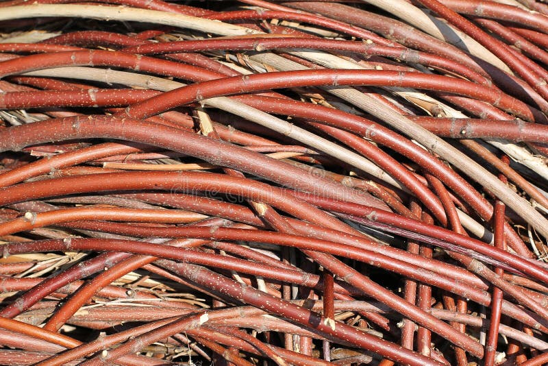 Dry Twigs stock photo. Image of autumn, abstract, trees - 58490460