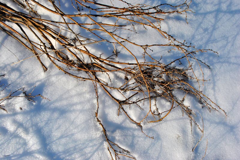 Dry Twigs without Leaves on Bright White Snow Background Stock Photo ...