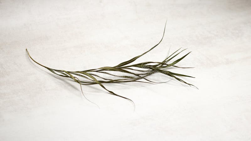 Dry twigs stock image. Image of plant, background, line - 277684835 Dry twigs stock image. Image of plant, background, line - 277684835