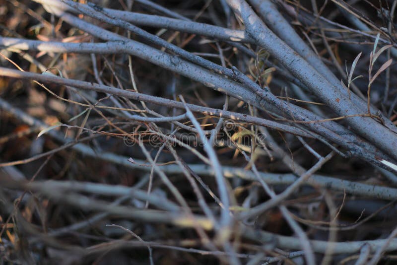 Dry Twigs To Create Texture Stock Image - Image of texture, twigs ...