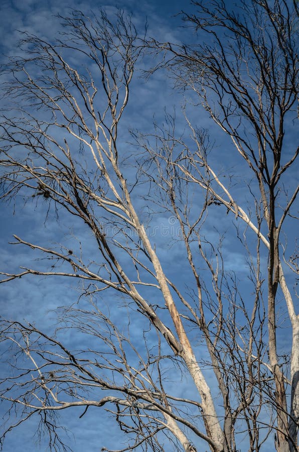 1,427 Beautiful Dry Wood Twigs Stock Photos - Free & Royalty-Free Stock ...