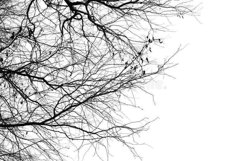Dry Twigs on a White Background Stock Image - Image of cartoon, plant ... Dry Twigs on a White Background Stock Image - Image of cartoon, plant ...