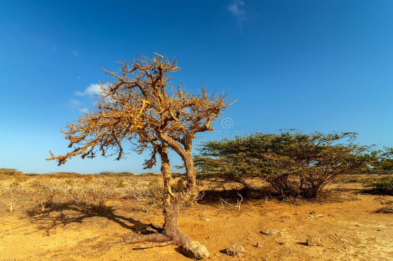 A Single Tamarisk Tree (Tamarix Articulata) in the Sahara Desert Stock ...