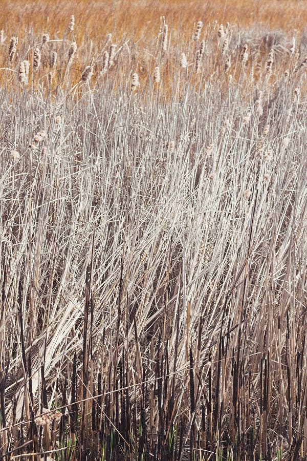 Typha Elephantina Dry Background Stock Photos - Free & Royalty-Free ...