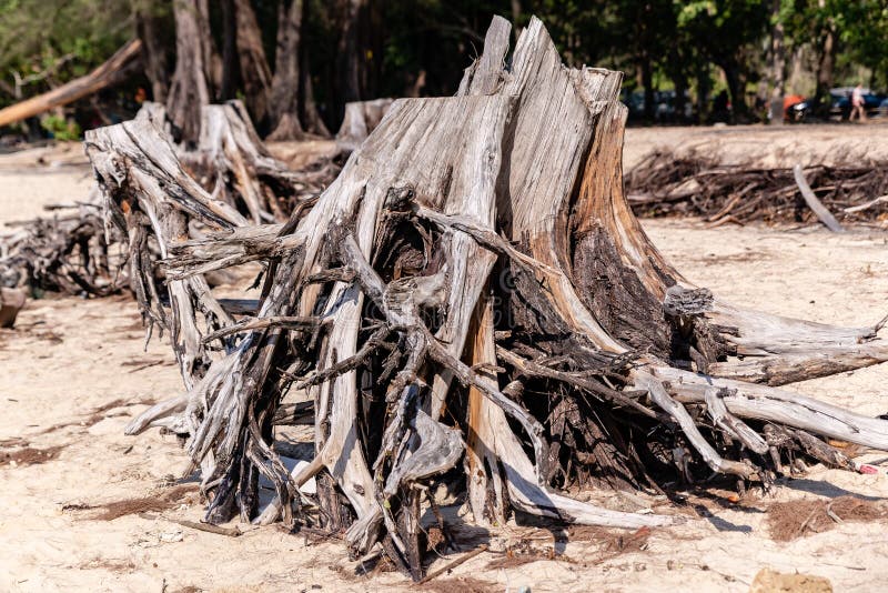 Dry Uprooted Tree Stump on the Beach Stock Image - Image of climate ...