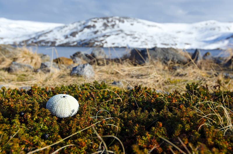 Dry urchin shell stock image. Image of norway, skeleton - 40831121
