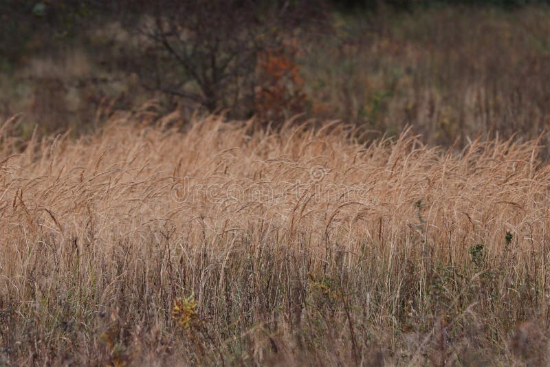 Dry Vegetation in a Field in Autumn Stock Image - Image of september ...