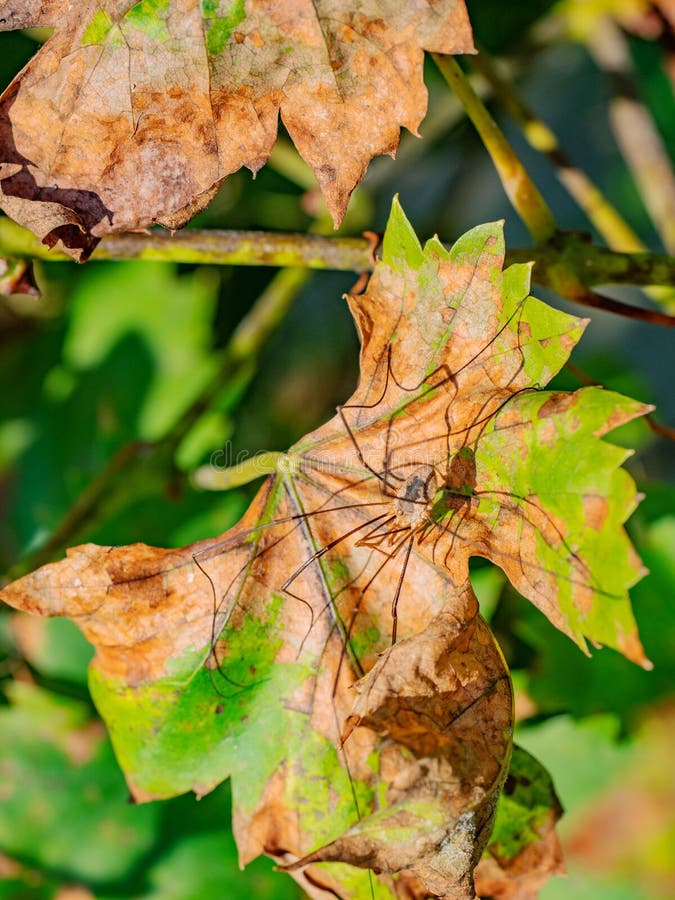 Dry Vine Leaf and a Vine Grape. Protection of the Vineyard Stock Image ...