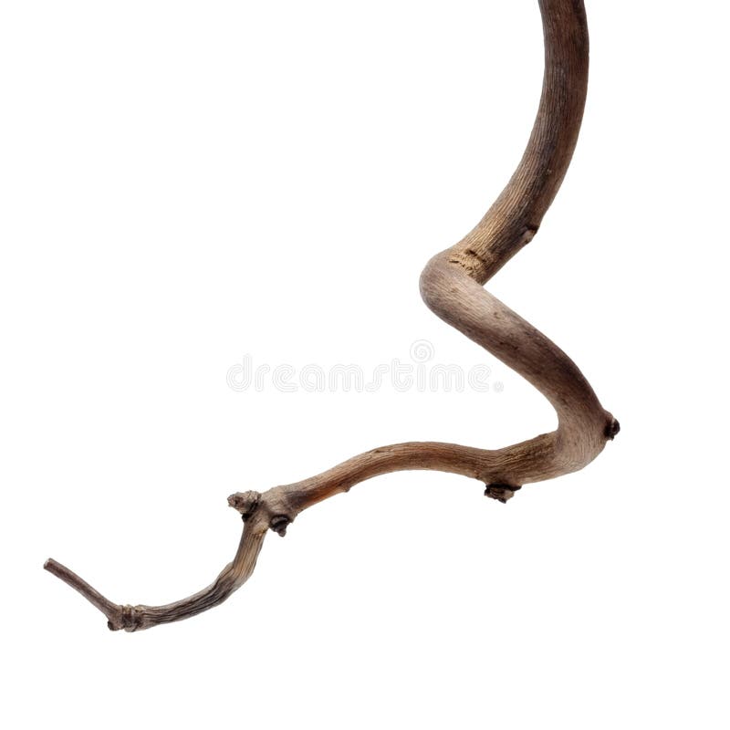 Dry Vine with a Twisted Shape Isolated on a Transparent Background ...