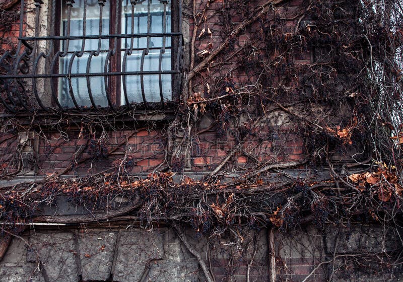 Dry Vine Waiting for Spring Warmth Entwine the Old Stone Wall with ...