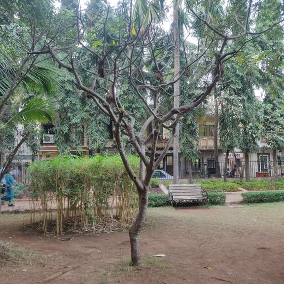 Dry Vs Green, Ultimate Combination Observed. Stock Image - Image of ...