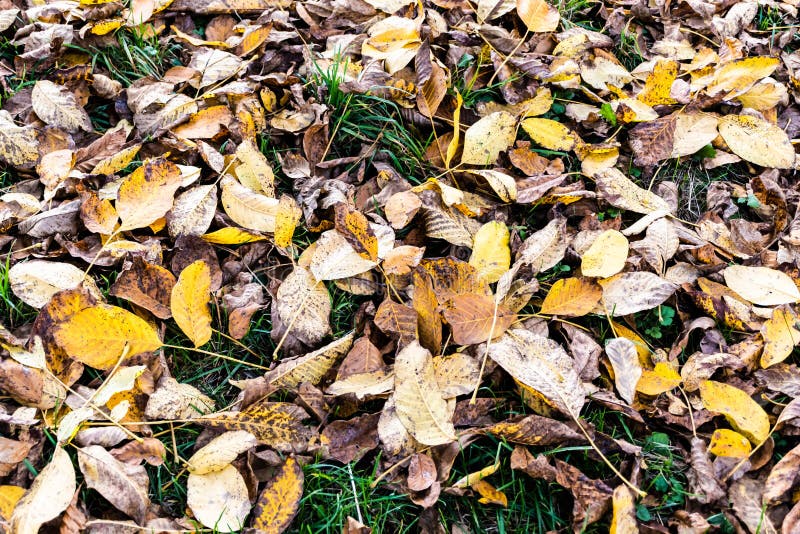 Walnut Leaves Fallen on the Ground Stock Photo - Image of background ...