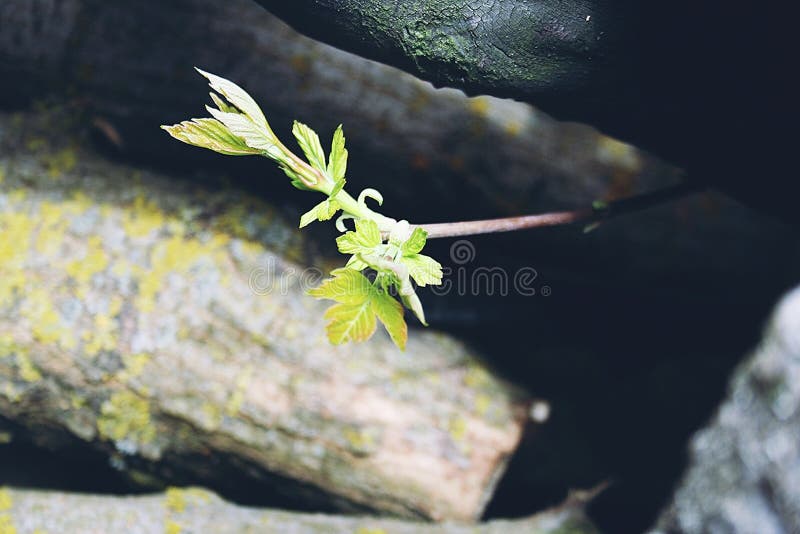 Dry walnut tree sprouting stock image. Image of shrub - 277330965