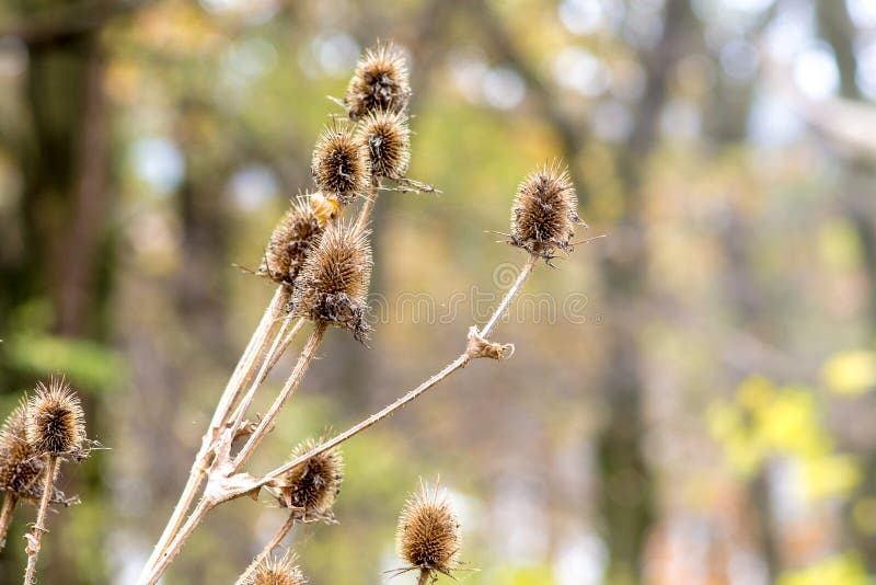 Dry Weed with Spines on the Background of Trees in the Autumn Forest ...