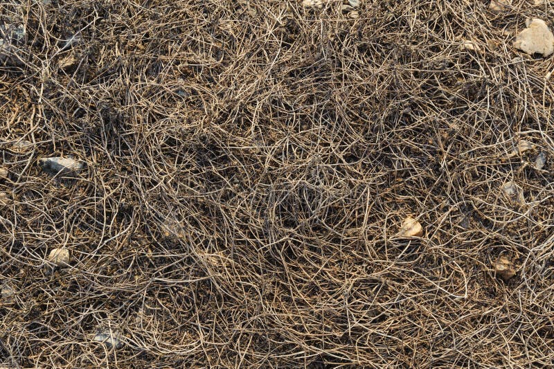 Dry weed on stone stock photo. Image of brown, stem, light - 50975518