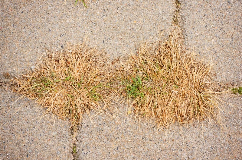Dry weed stock photo. Image of pavement, weed, plant - 44424664