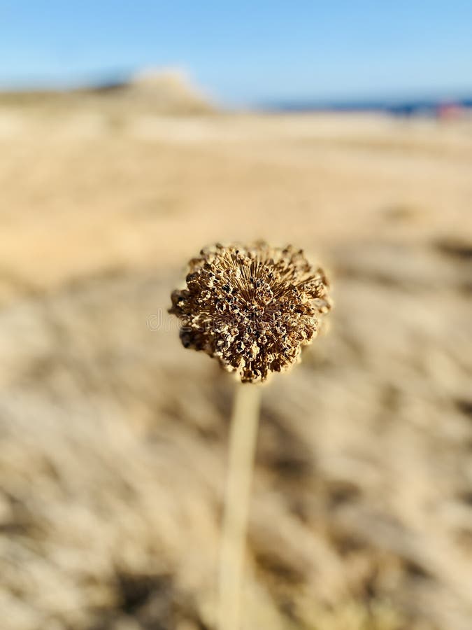 Dry Weed Vertical Background Blue Sky Back Stock Image - Image of ...