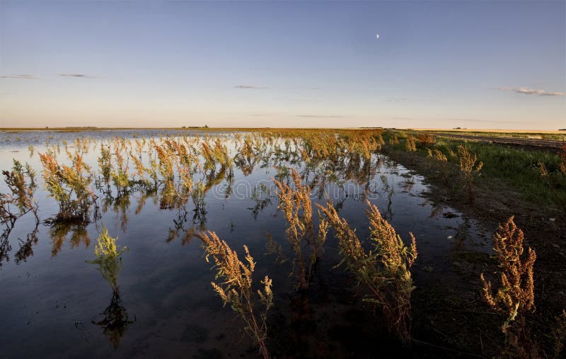 Dry Weeds and Marshland Saskatchewan Stock Photo - Image of marsh ...