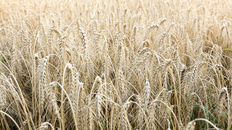 Dry wheat field stock photo. Image of rural, closeup - 51891380