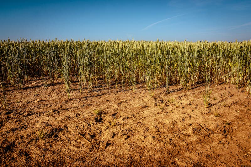 Dry wheat field stock image. Image of farming, agriculture - 34468109