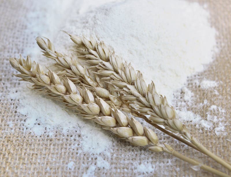Dry wheat and flour stock image. Image of food, seed - 117725601