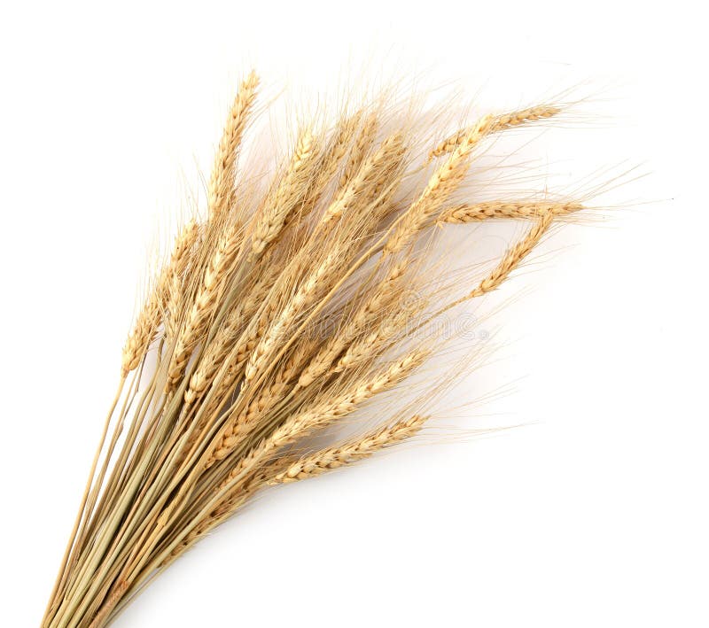 Wheat branch stock image. Image of harina, cereal, grains - 14266653