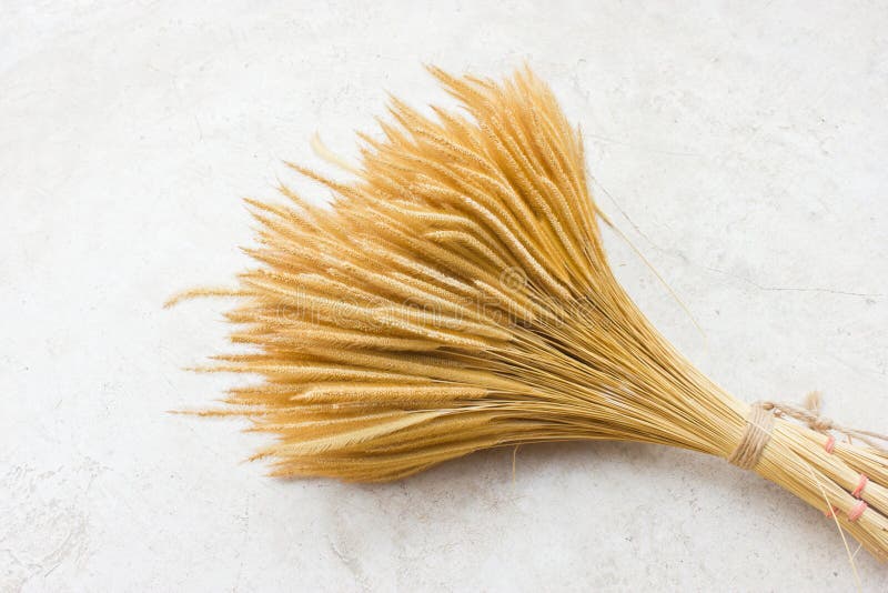 Dry Wheat on Ground. stock photo. Image of kernel, fascicle - 34252244