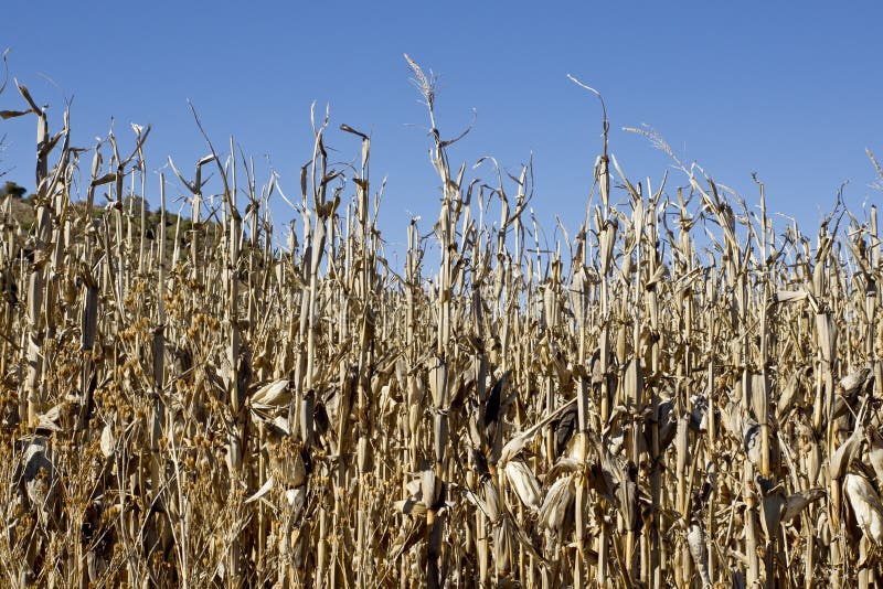 Dry wheat stalks stock photo. Image of crops, bread, crop - 76129212