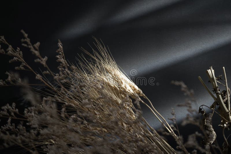 Dry Wheat Stem and Flowers Against Natural Organic Diagonal Shadow ...