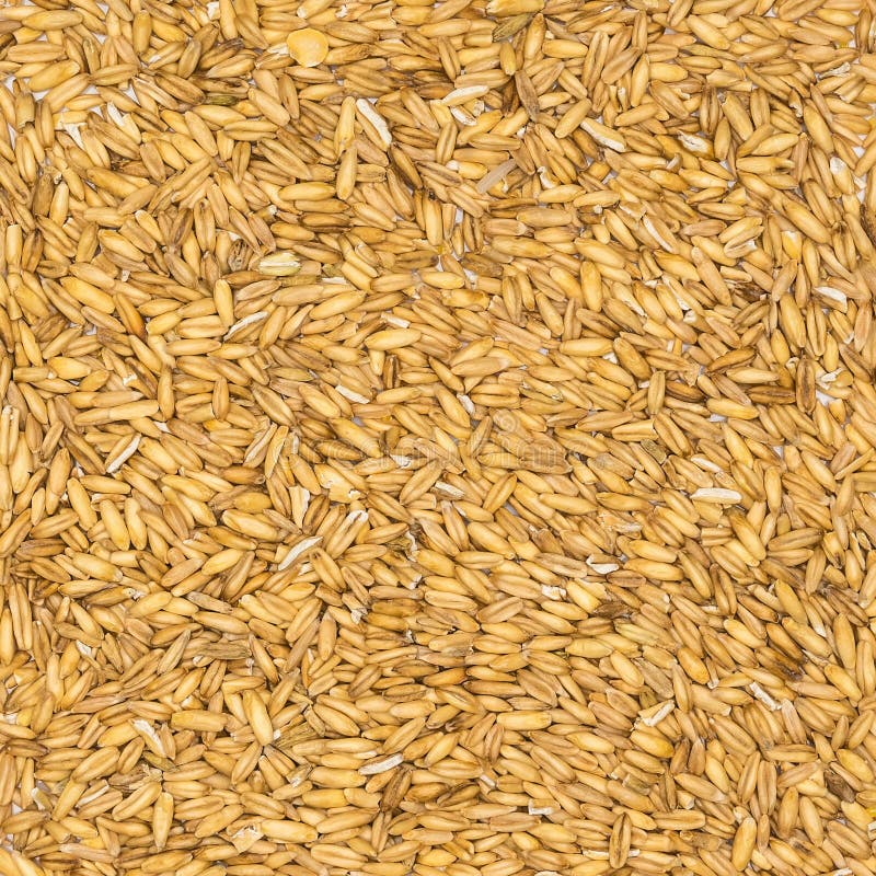 Dry wheat Texture stock image. Image of detail, design - 44484409