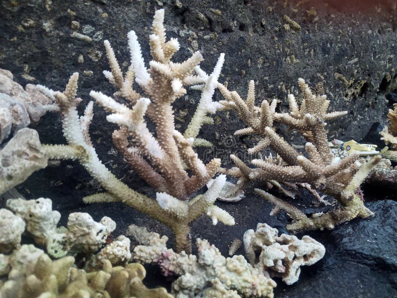 Dry White Coral Reefs on the Beach Stock Image - Image of background ...