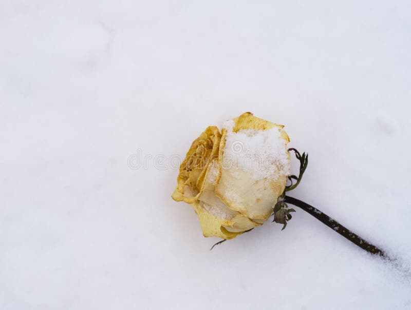 A Dry White Rose Laying on Snow Stock Photo - Image of covered, concept ...
