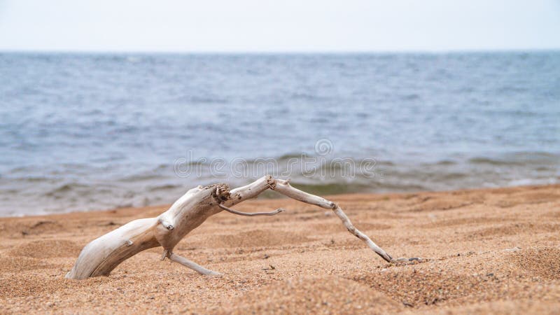 Dry White Tree Branch on the Beach Stock Photo - Image of texture ...