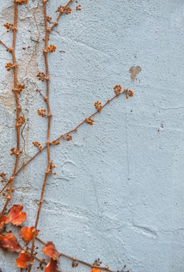 Dry Wild Grapevine Branches with Sparse Leaves Against an Aged White ...