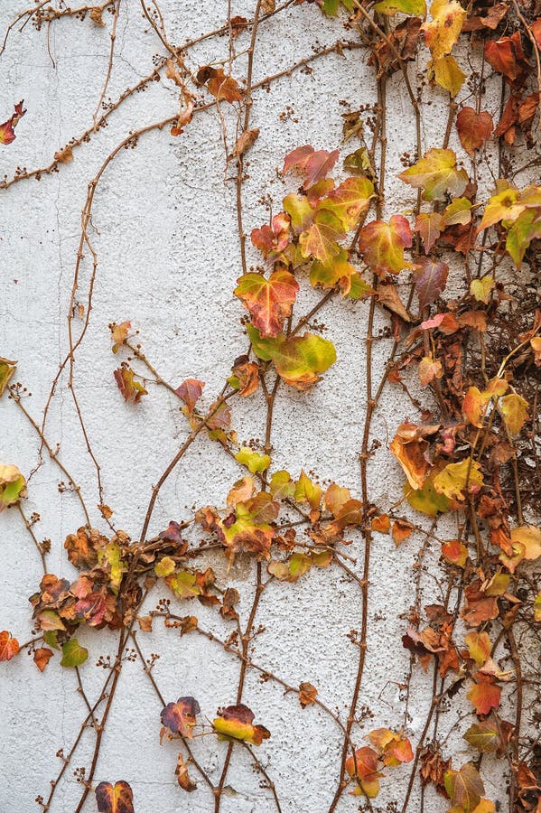 Dry Wild Grapevine Branches with Sparse Leaves Against an Aged White ...