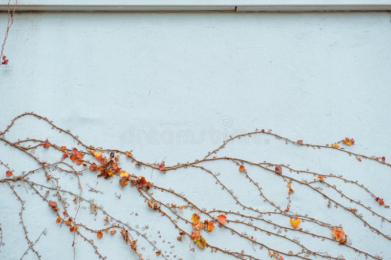 Dry Wild Grapevine Branches with Sparse Leaves Against an Aged White ...