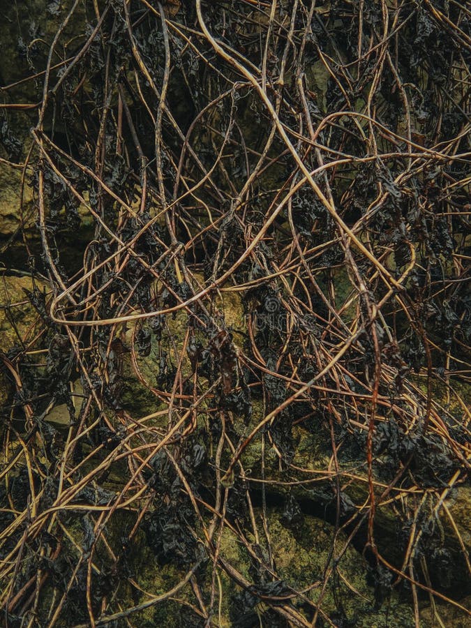 Dry Wild Grass Creeping between the Rocks Stock Image - Image of rocks ...