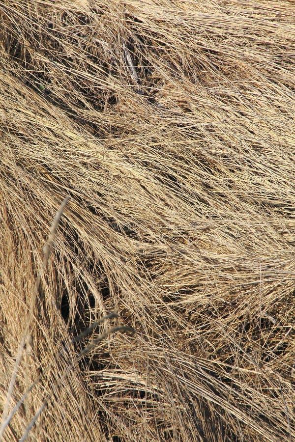 Dry Wild Grass Pattern stock image. Image of stream, summer - 45056127