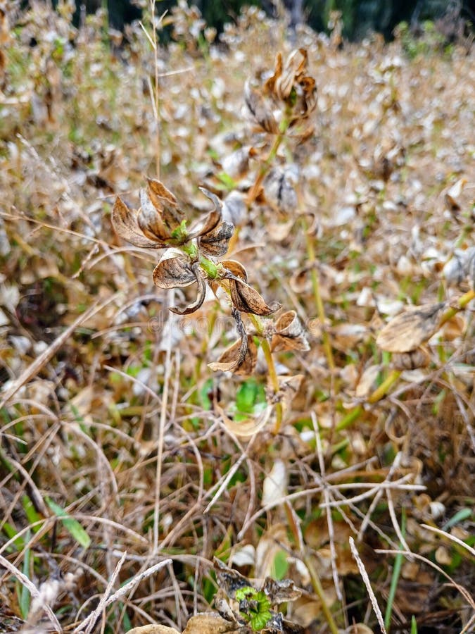 Dry Wild Plants Around the Forest Stock Image - Image of forest ...