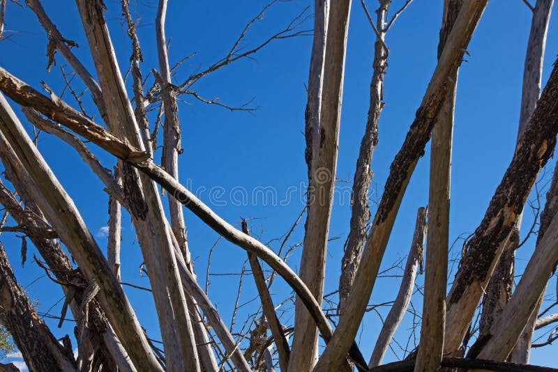 Dry Willow stock photo. Image of nature, conceptual, blue - 35650318