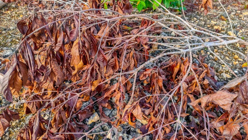 Dry and Wilted Leaves of a Pruned Tree Stock Image - Image of soil ...