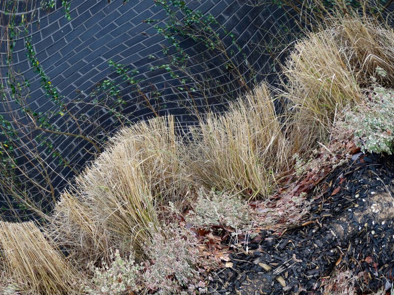 Dry Winter Plants Abstract Background Stock Photo - Image of plants ...