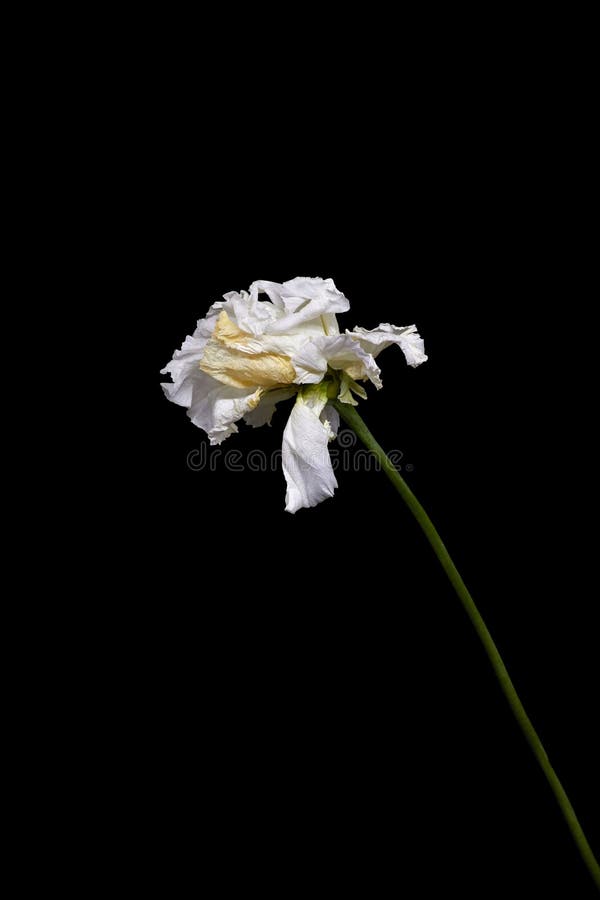 Dry Withered White Flower on Black Background Stock Image - Image of ...