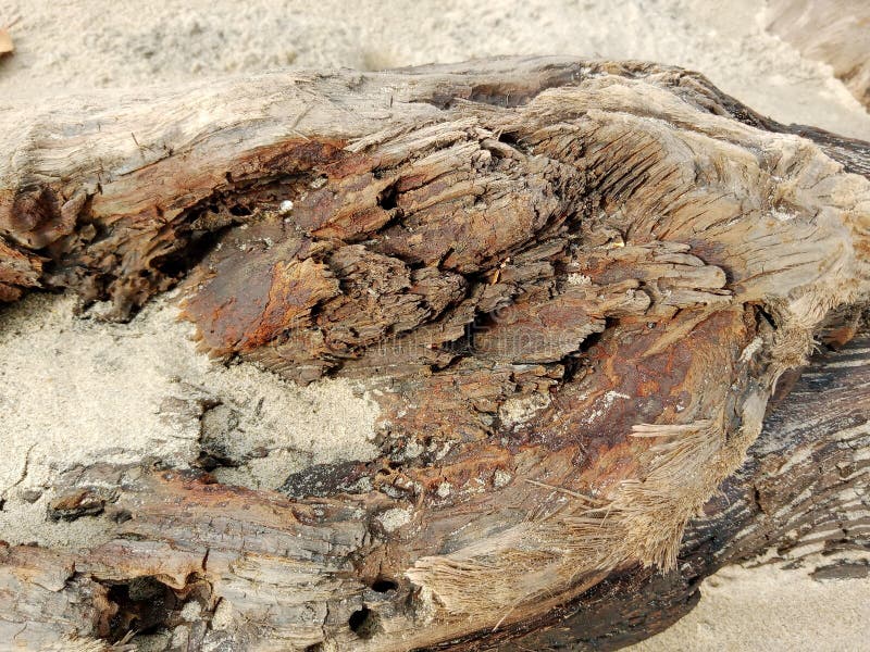 Dry Wood on the Beach stock photo. Image of geology - 361752946