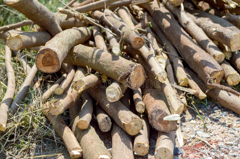 Dry wood stock photo. Image of pile, ground, firewood - 61887850