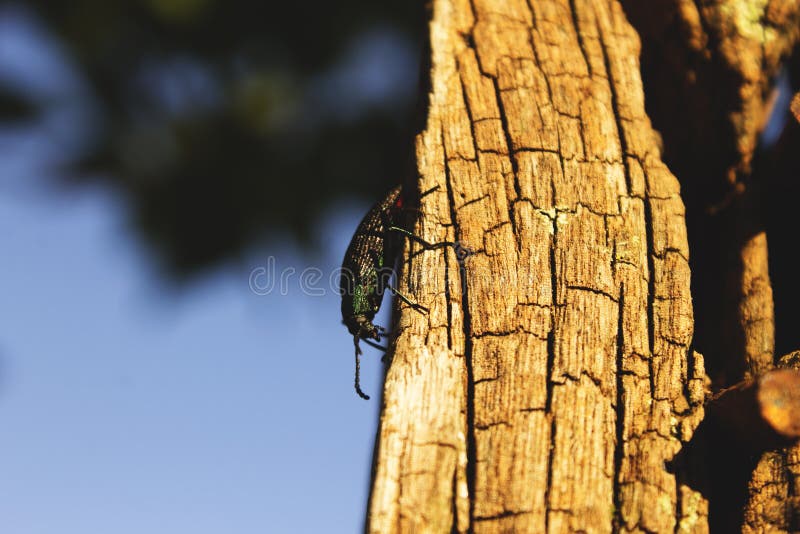 Dry wood and insect stock image. Image of insect, pequeno - 134892735